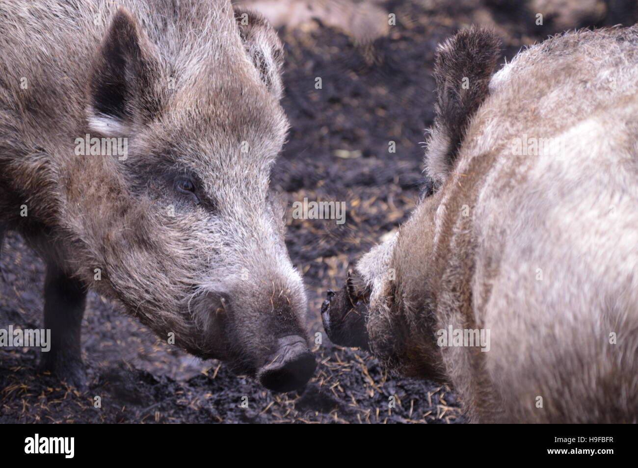 Boar tusk hi-res stock photography and images - Alamy