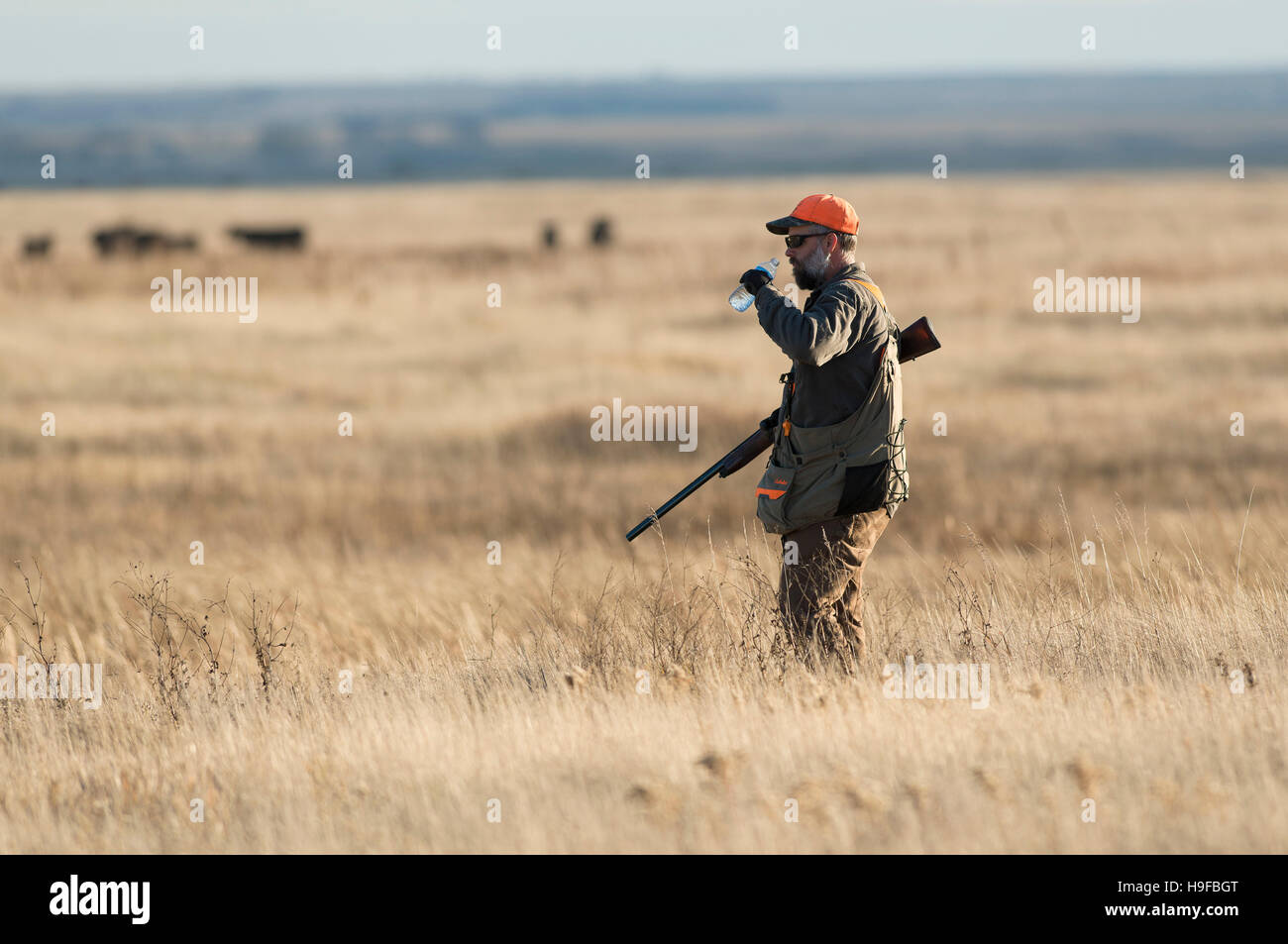 A pheasant hunter in North Dakota Stock Photo - Alamy