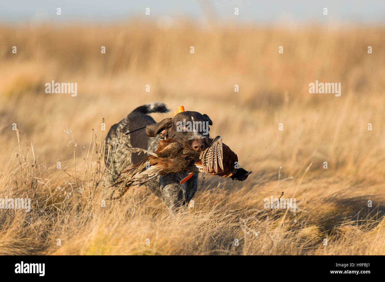 A Drahthaar hunting dog with a Rooster Pheasant Stock Photo - Alamy