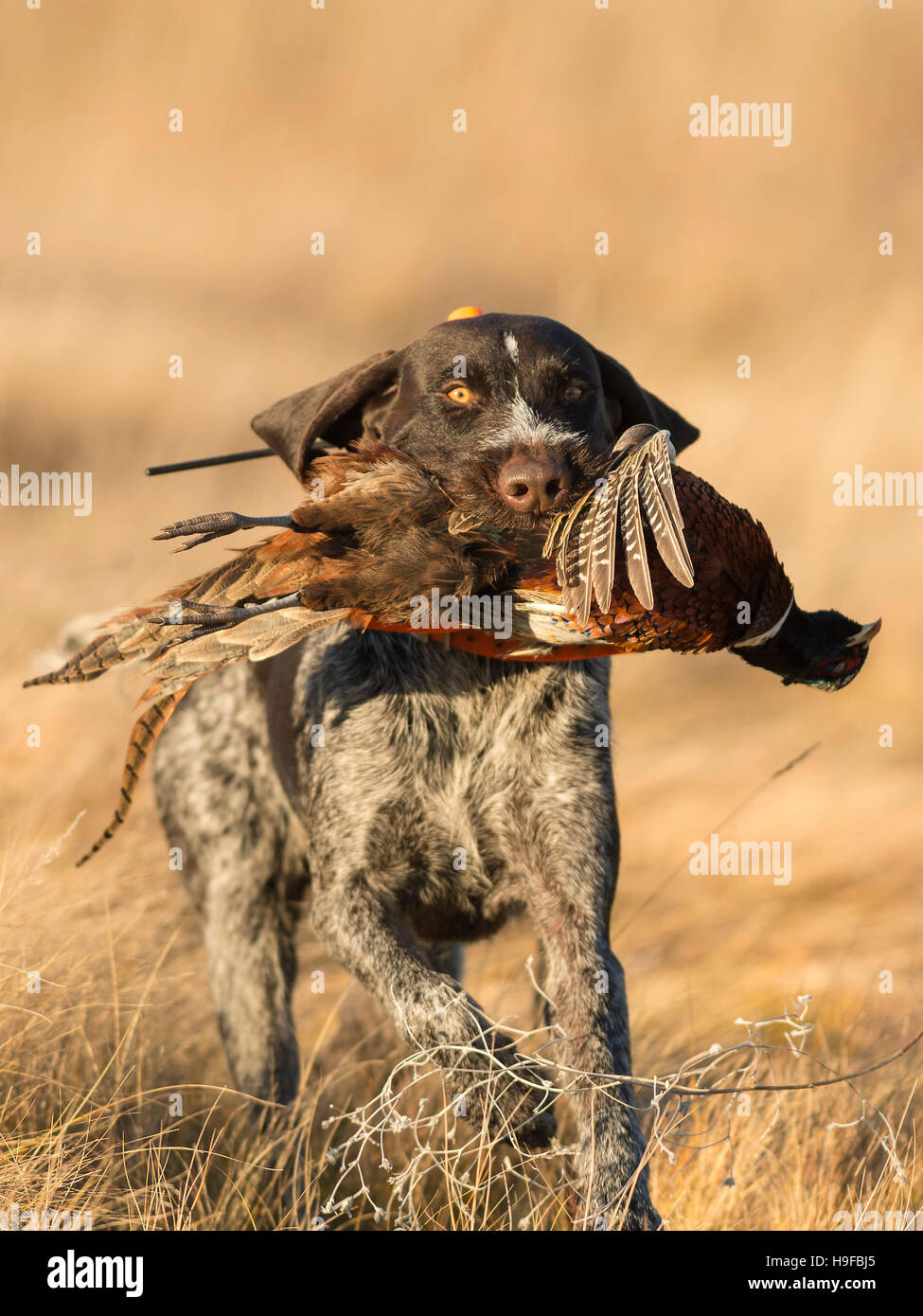 A Drahthaar hunting dog with a Rooster Pheasant Stock Photo - Alamy
