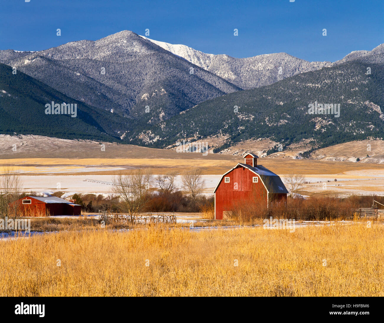 red barns below the ruby mountains near alder, montana Stock Photo - Alamy