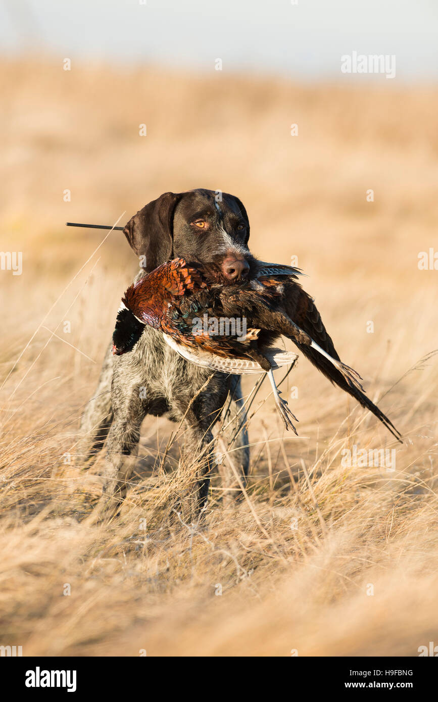 A Drahthaar hunting dog with a Rooster Pheasant Stock Photo - Alamy