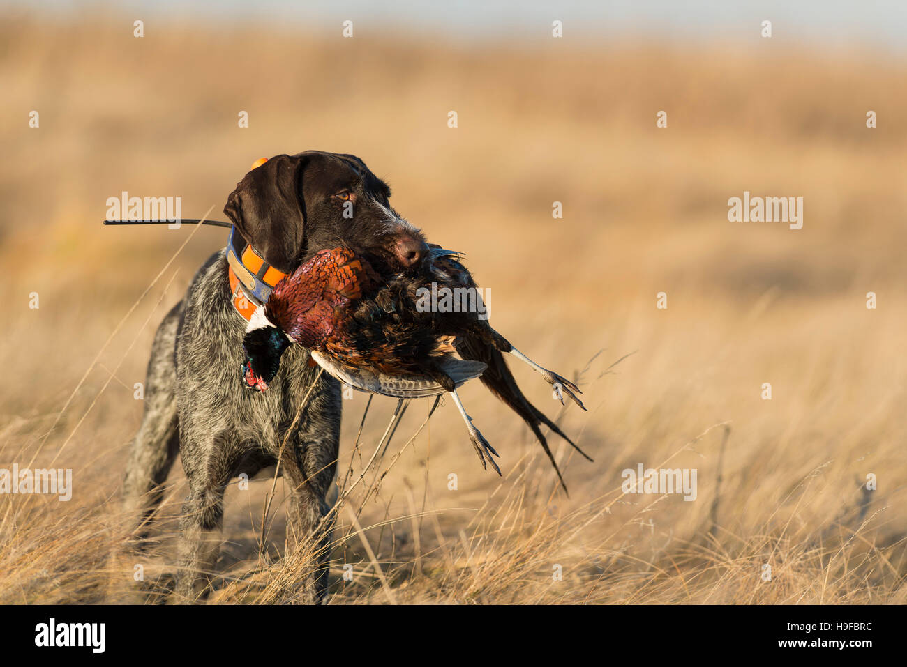 A Drahthaar hunting dog with a Rooster Pheasant Stock Photo - Alamy