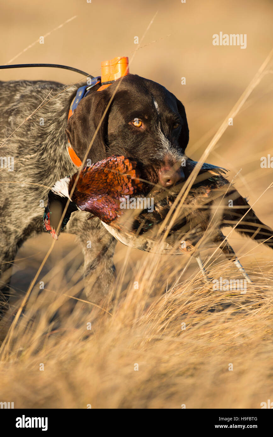 A Drahthaar hunting dog with a Rooster Pheasant Stock Photo - Alamy