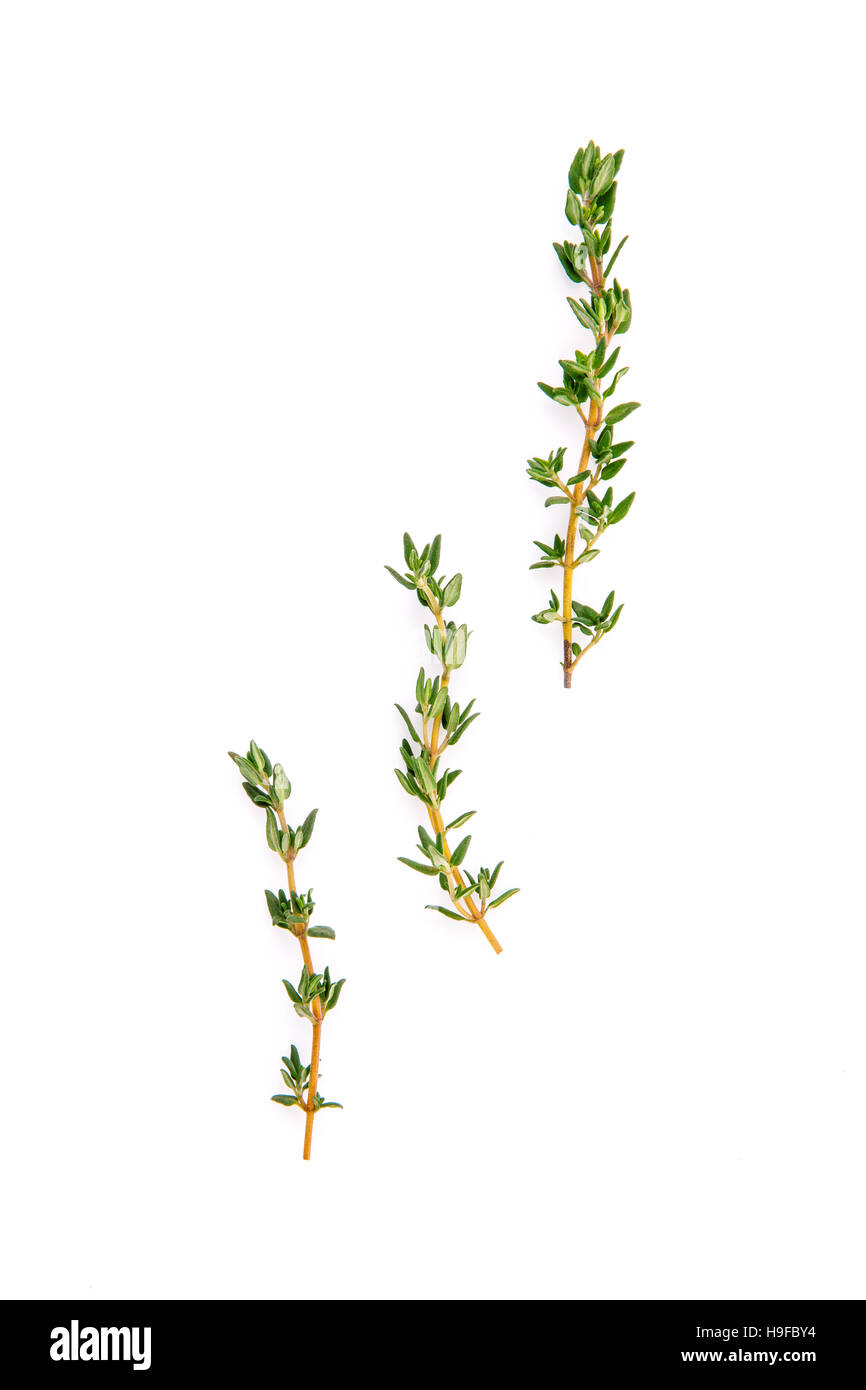 Branch of fresh thyme for seasoning concept isolated on white ba Stock ...