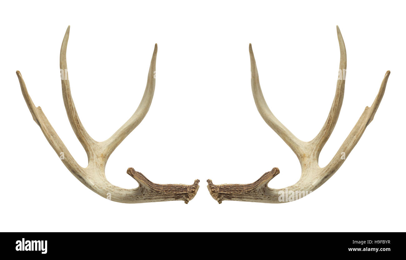 Deer Antlers Cut Out Stock Images & Pictures - Alamy