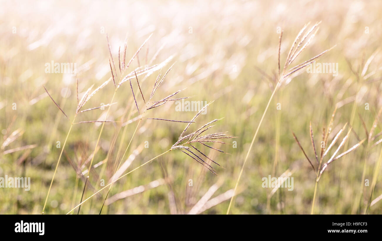 Flowering grass during on the morning Stock Photo - Alamy
