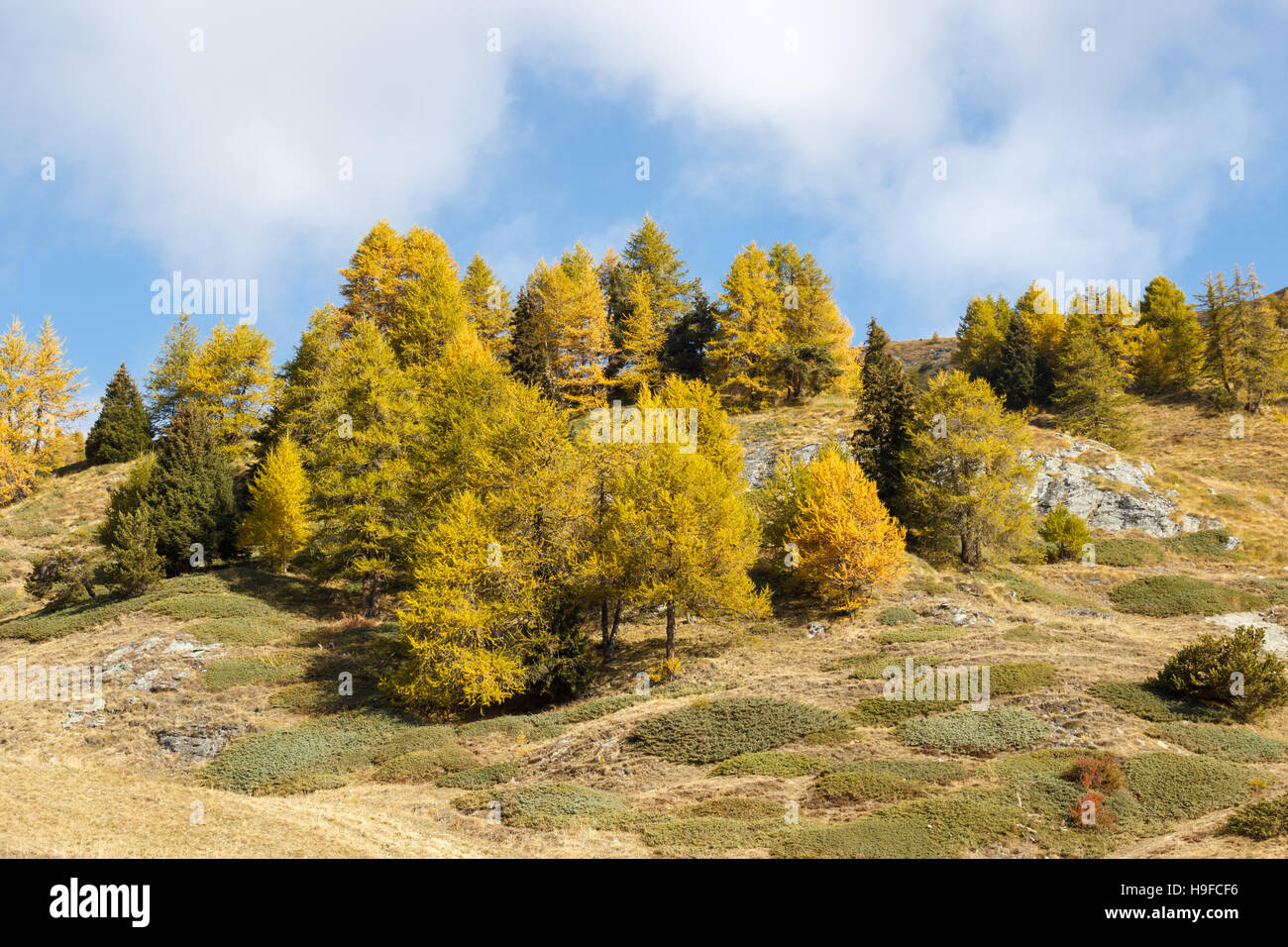 Fall colors in high mountain in the morning. Larch trees change colors ...