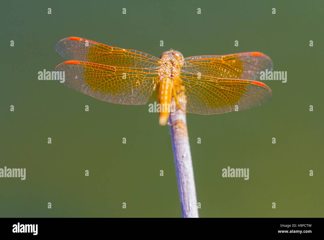 Resting red dragonfly at the lake Stock Photo - Alamy