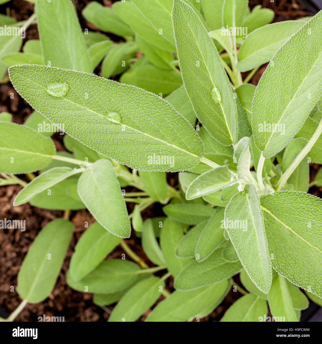 Alternative mediterranean medicinal plants Salvia officinalis or Stock ...