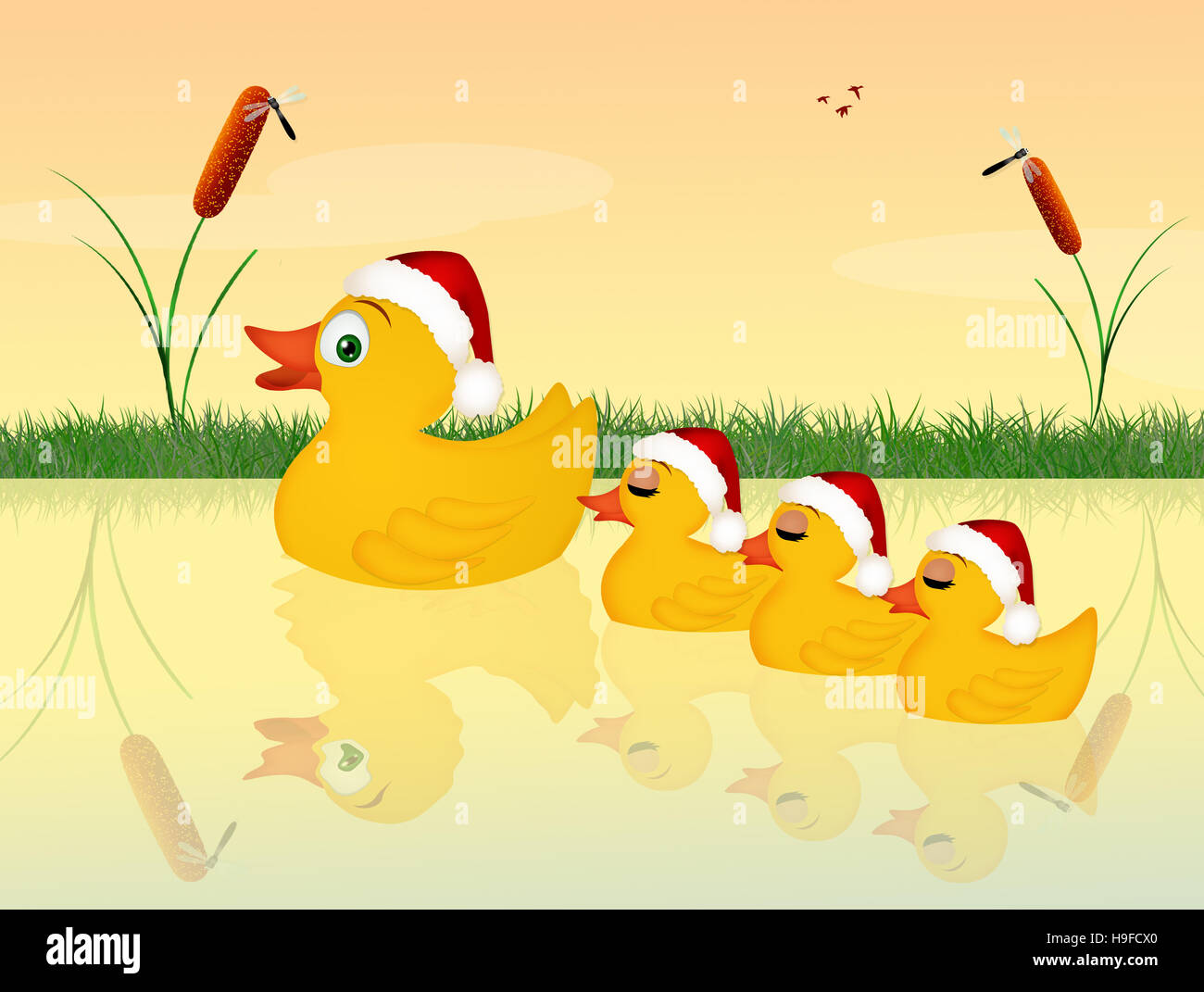 family of ducks at Christmas Stock Photo - Alamy