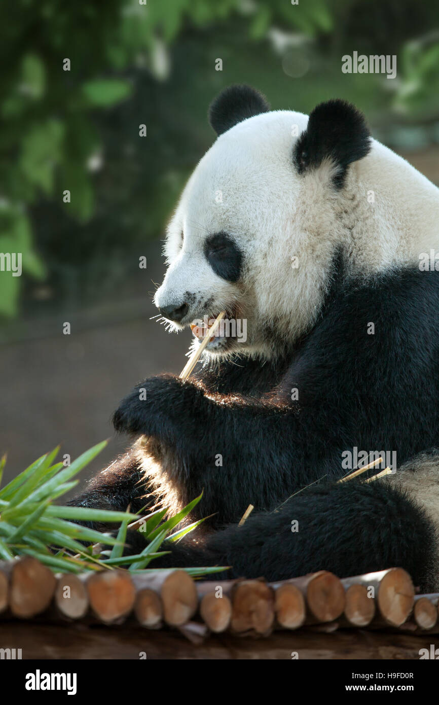 Unique bear species hi-res stock photography and images - Alamy