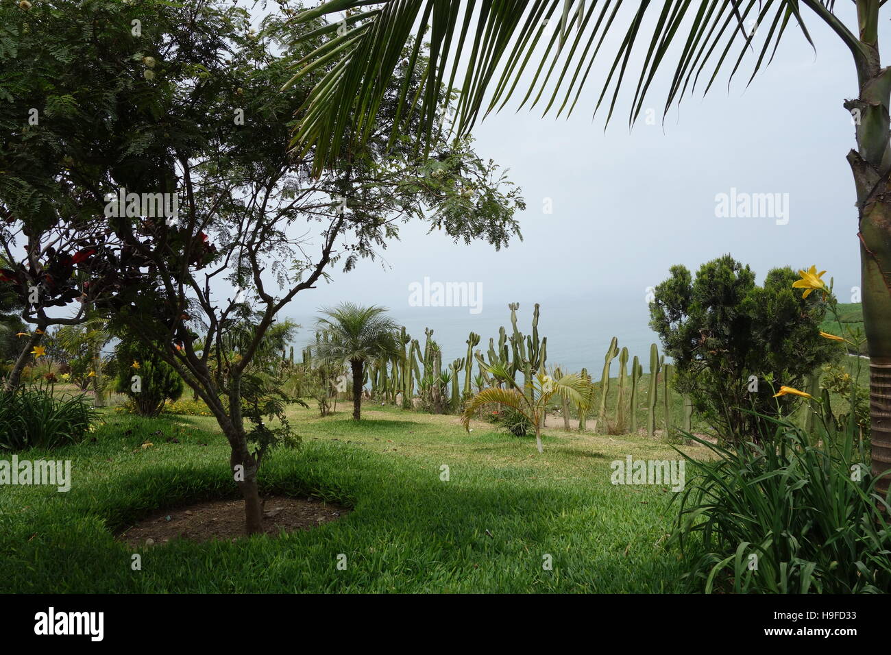 cactus in Lima Peru Stock Photo - Alamy