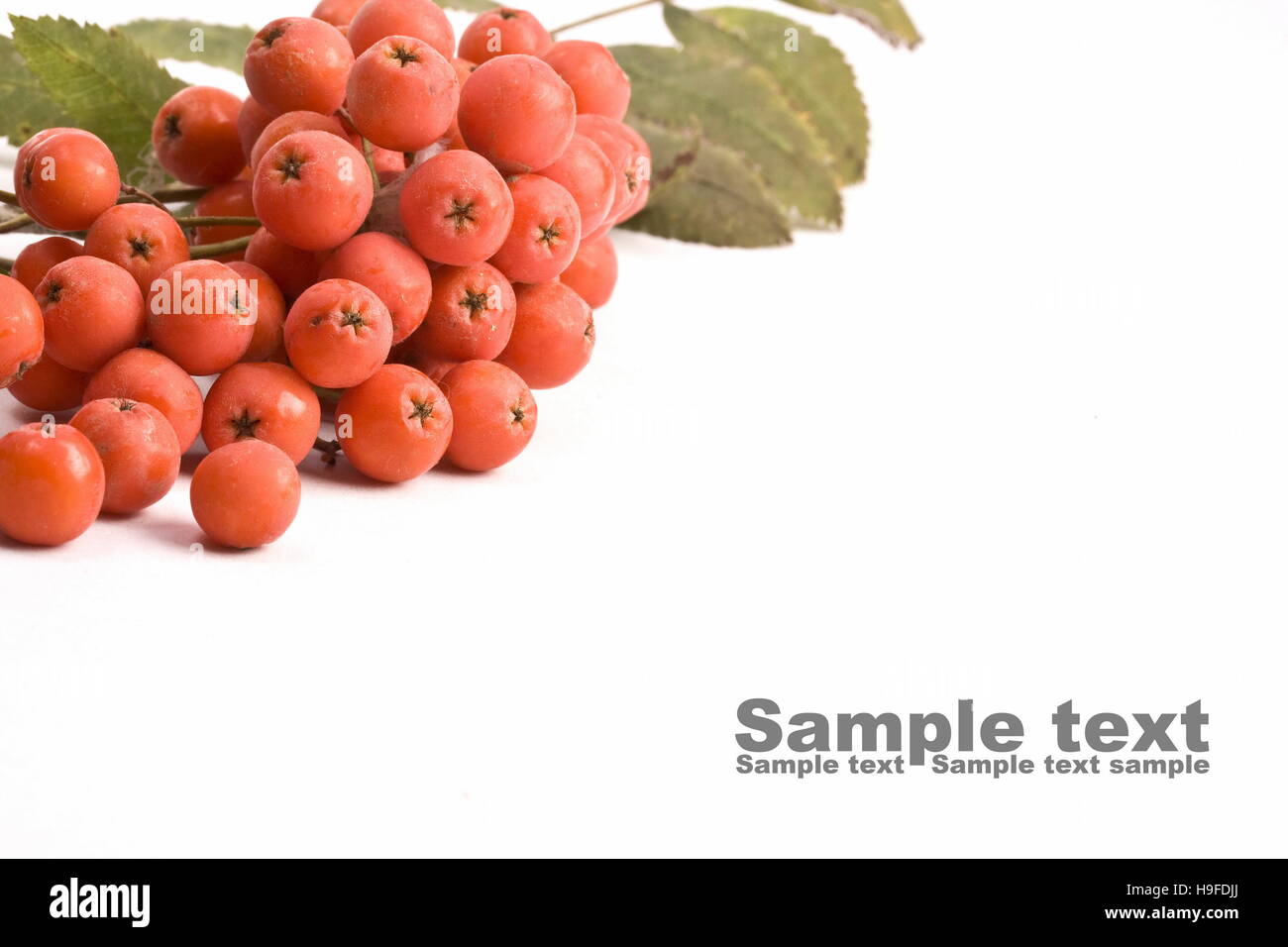 Rowan liqueur hi-res stock photography and images - Alamy