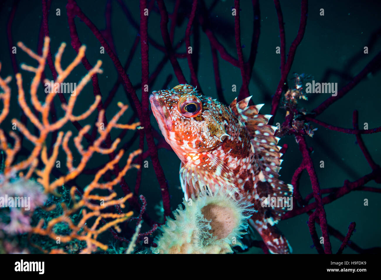 Marbled rockfish, Sebastiscus marmoratus (Cuvier, 1829), on a tube ...