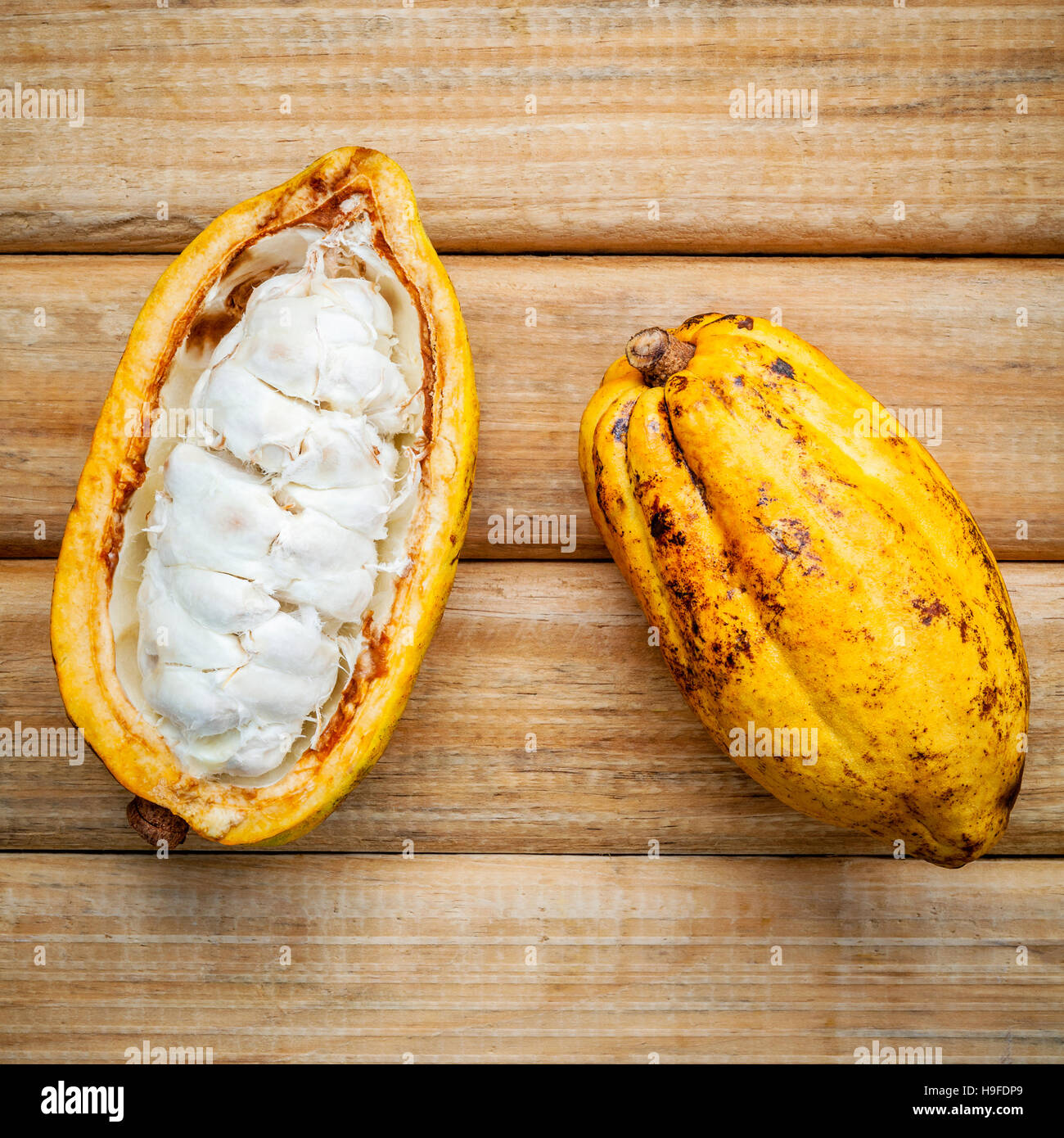 Ripe Indonesia's cocoa setup on rustic wooden background Stock Photo ...