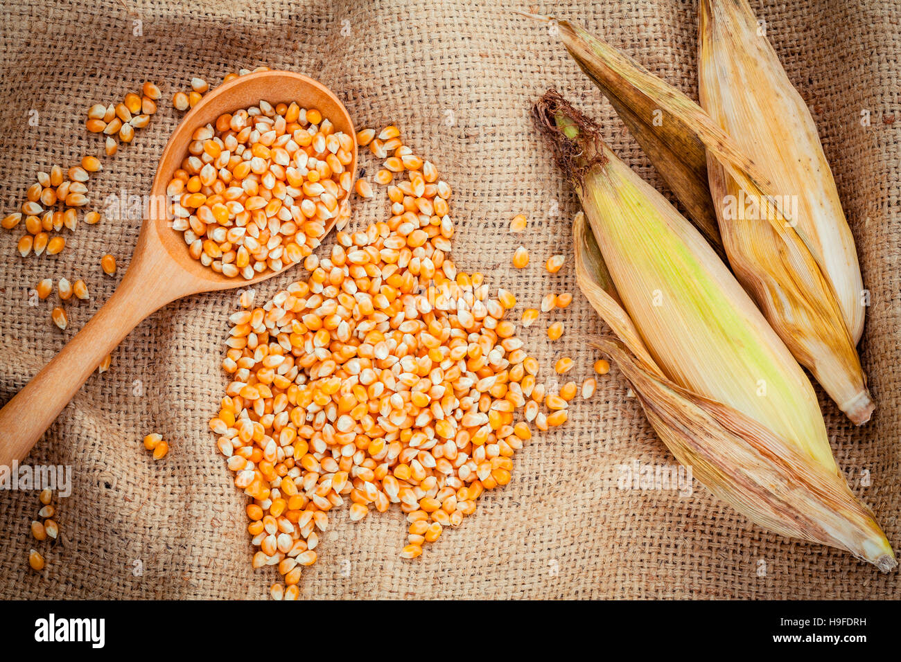 Grains of ripe corn in the wooden spoon with dried sweet corn on Stock ...