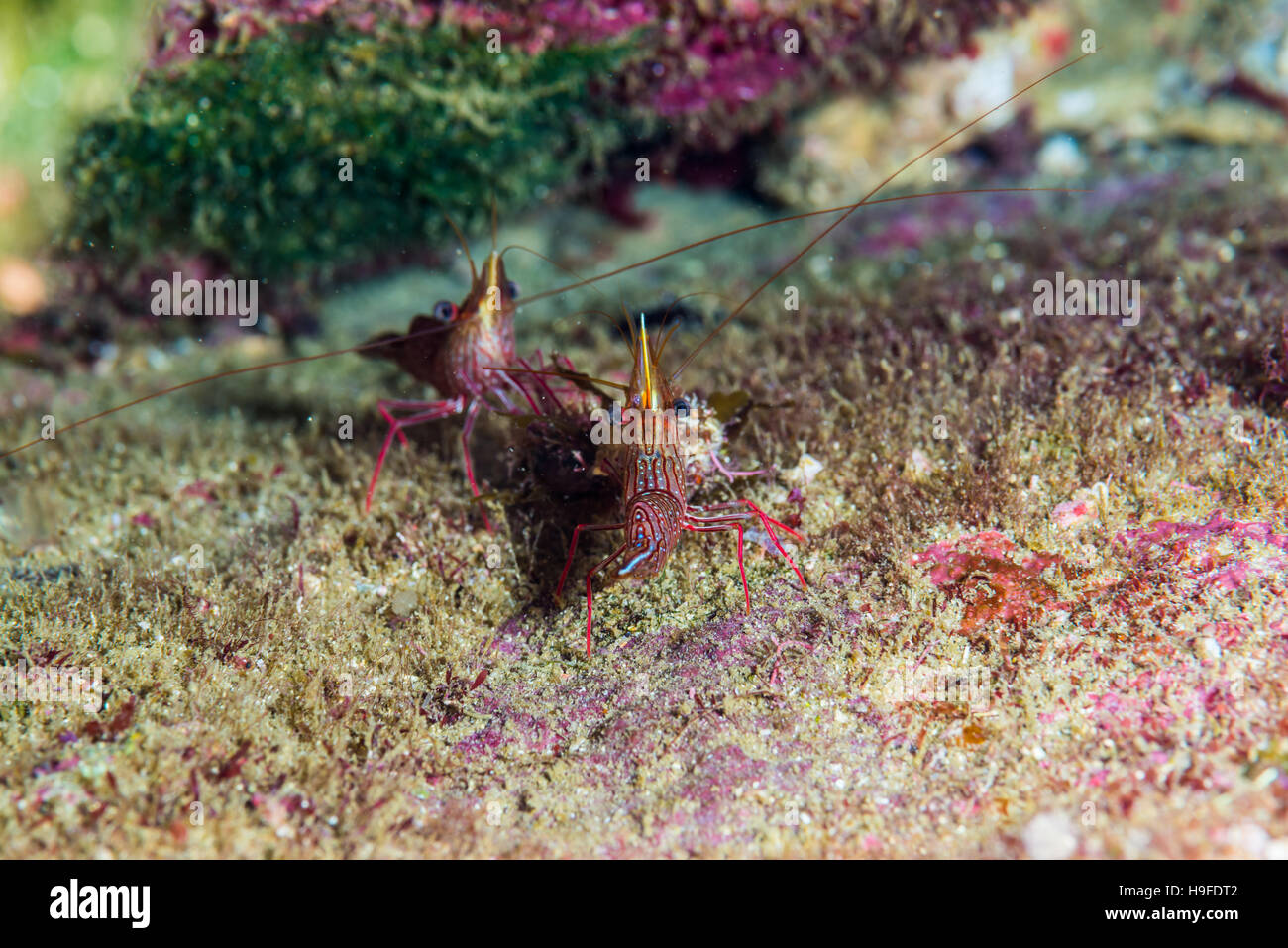 Camel shrimp hi-res stock photography and images - Alamy