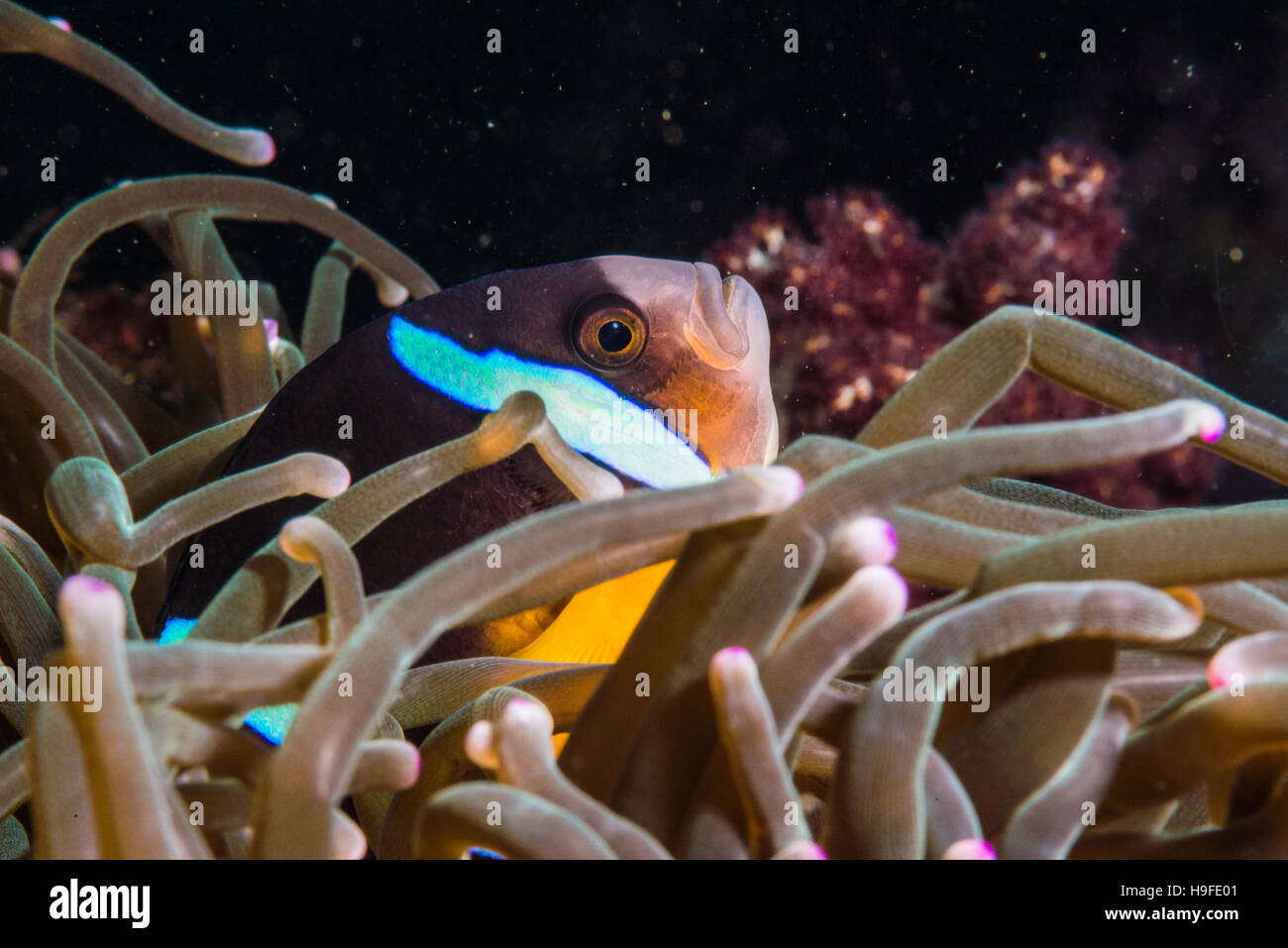 Yellowtail clownfish, Amphiprion clarkii (Bennett, 1830), at Owase, Mie ...