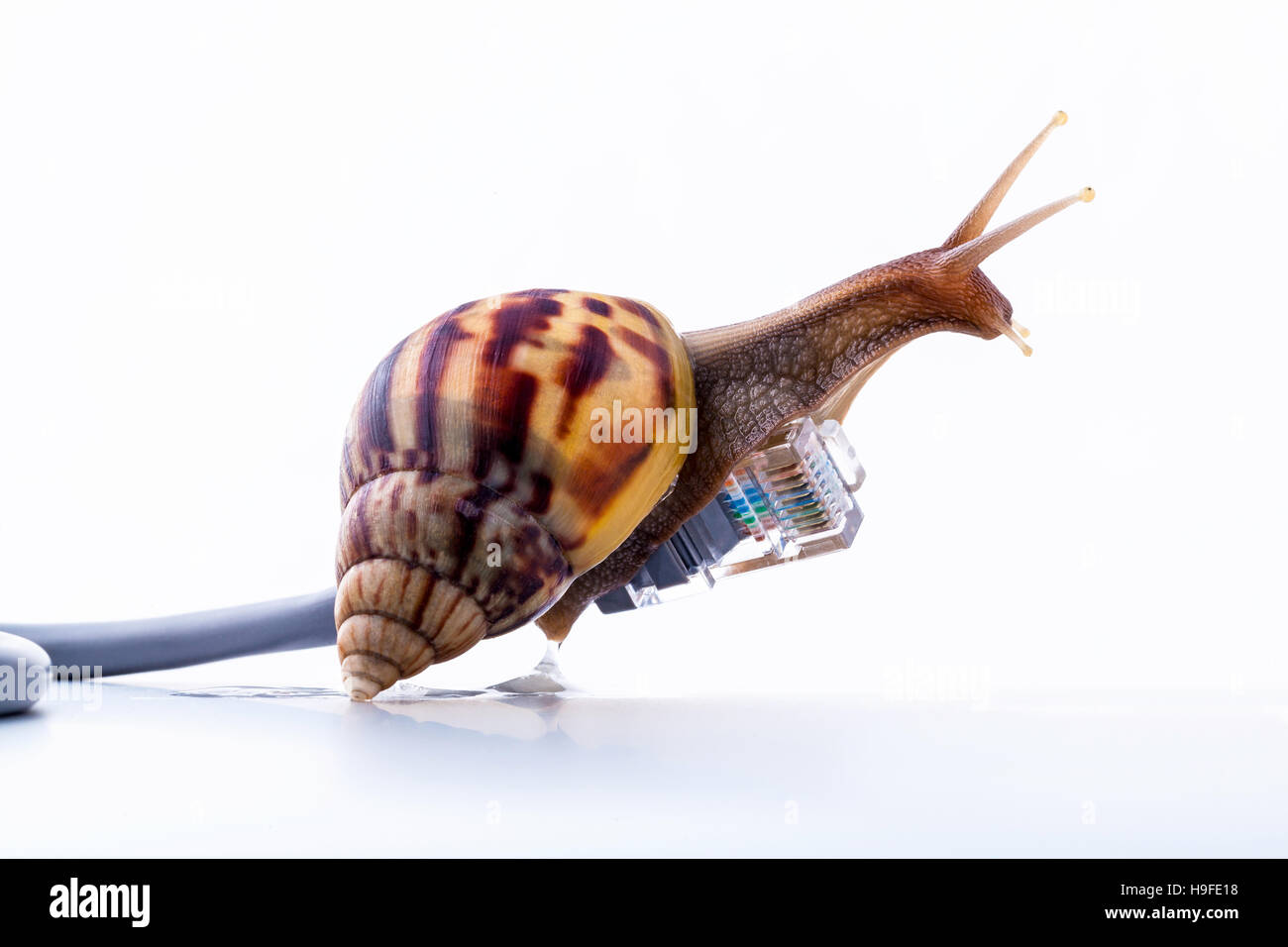 Snail with rj45 connector symbolic photo for slow internet conne Stock ...