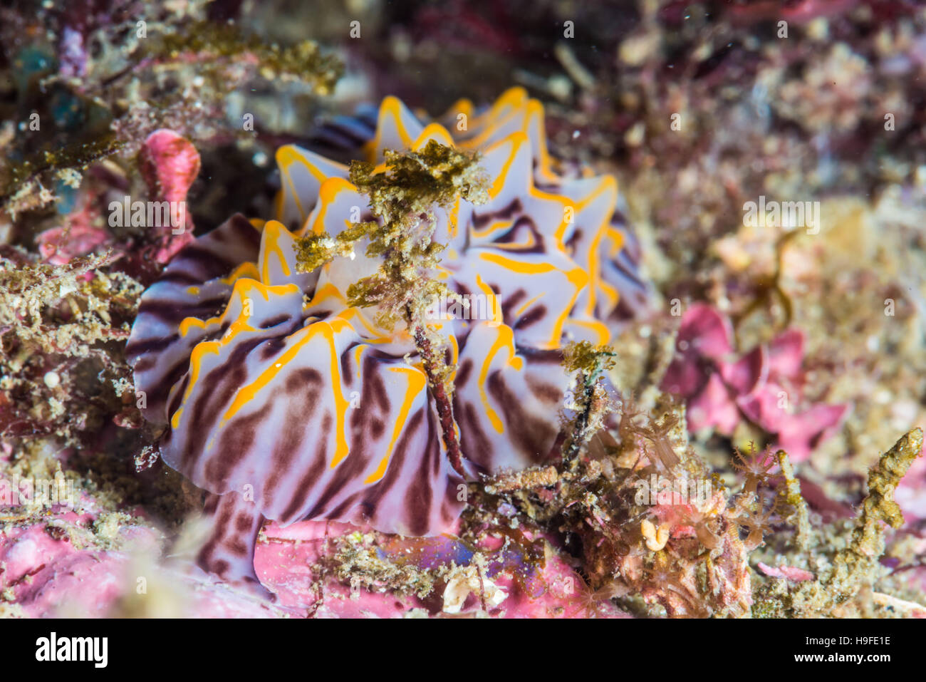 Okinawa halgerda nudibranch hi-res stock photography and images - Alamy