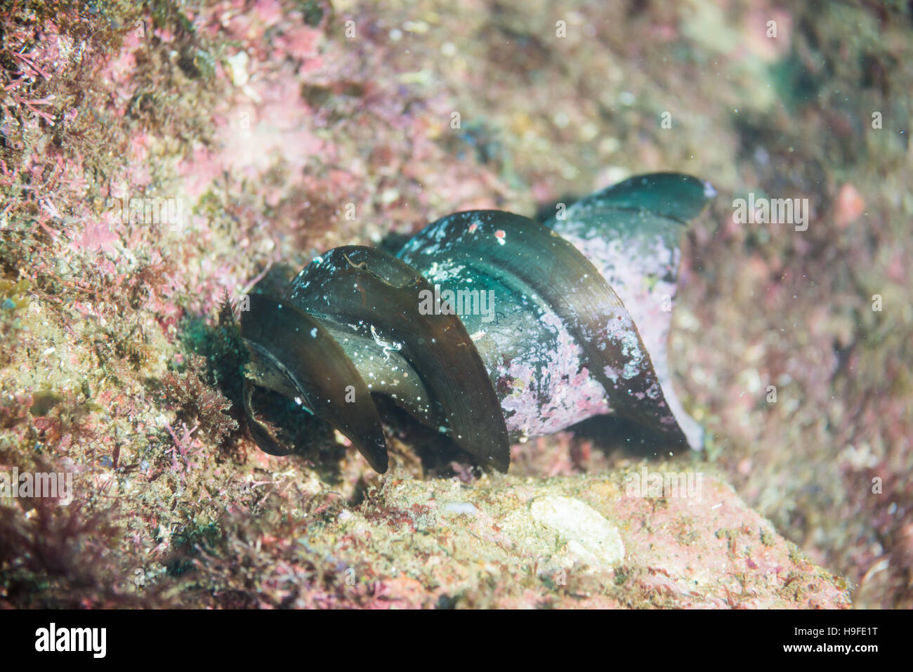 egg of Japanese bullhead shark on rock reef. at Owase, Mie, Japan ...