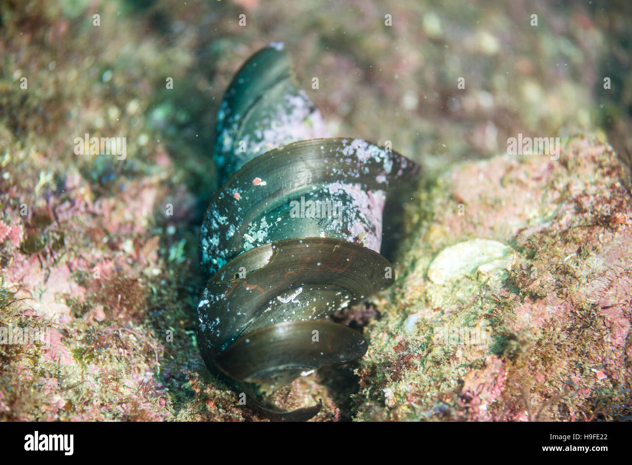 Crested Bullhead Shark