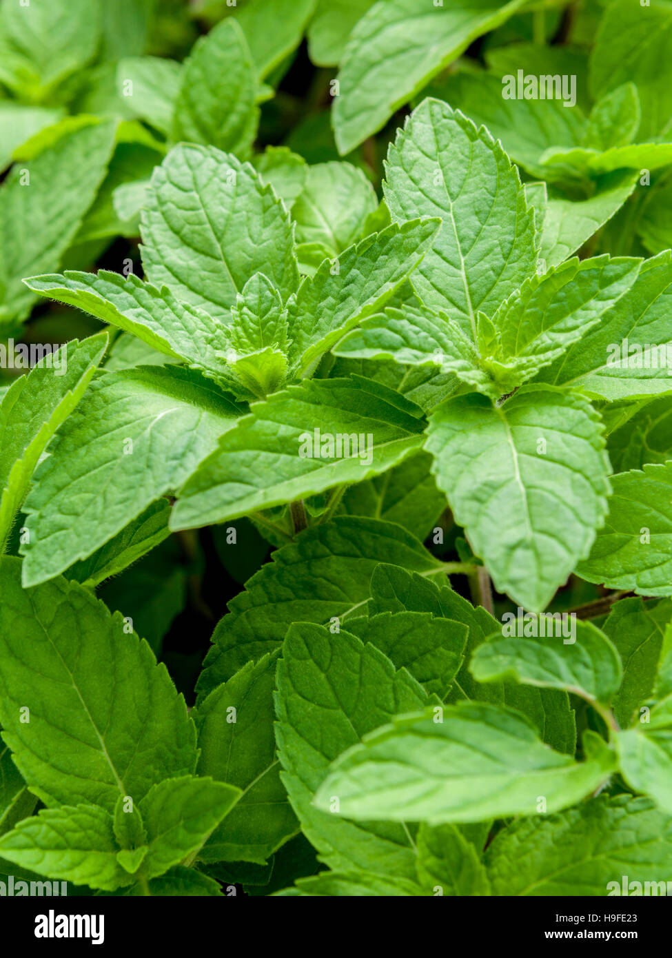 Closeup fresh growing peppermint leaves at vegetable garden Stock Photo ...