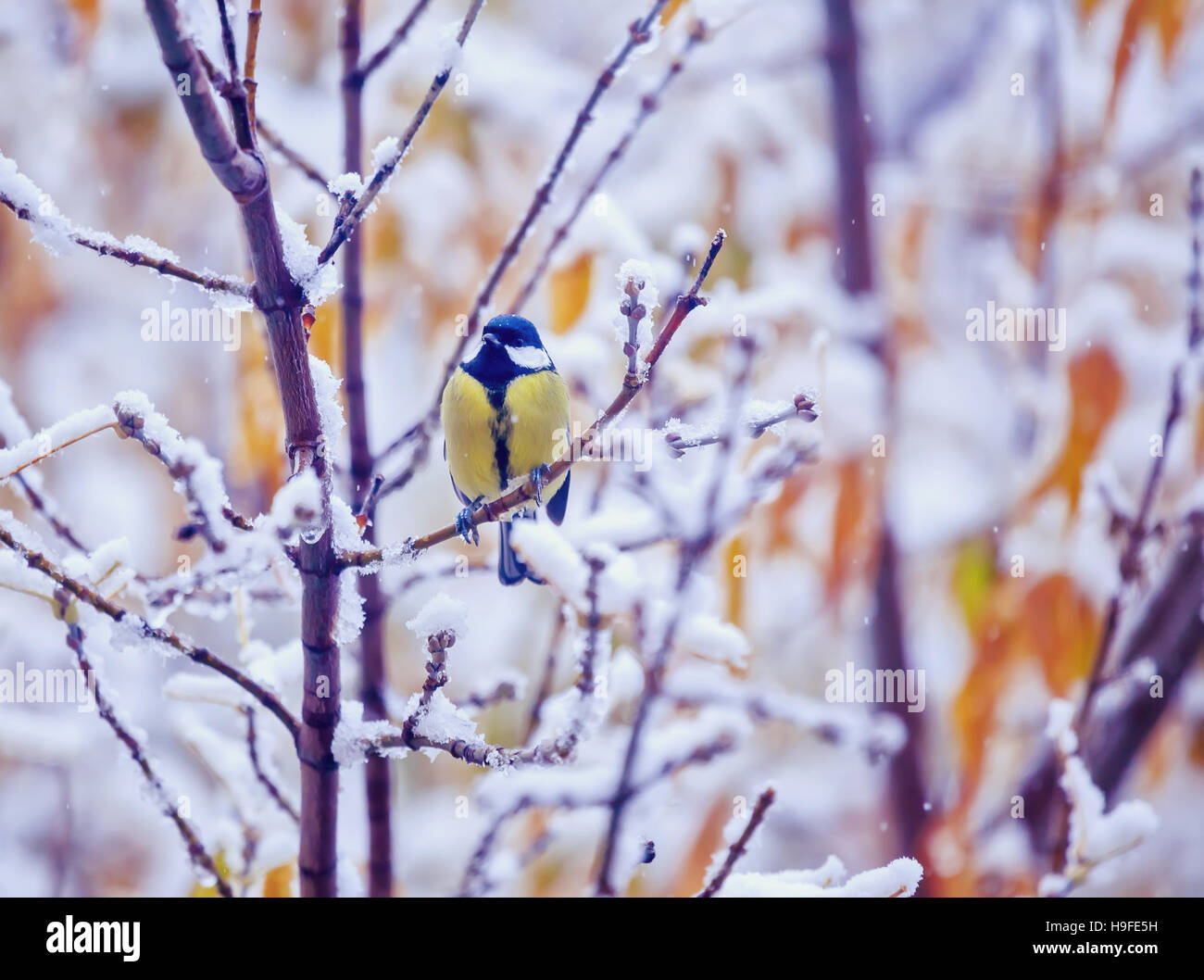 great titmouse on a snow branch Stock Photo - Alamy