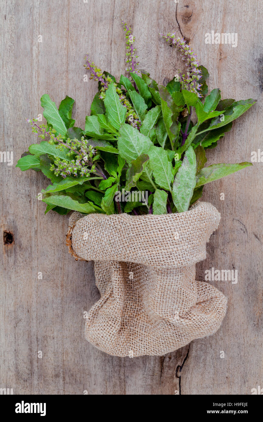 Branch of fresh red holy basil and holy basil flower from the ga Stock ...