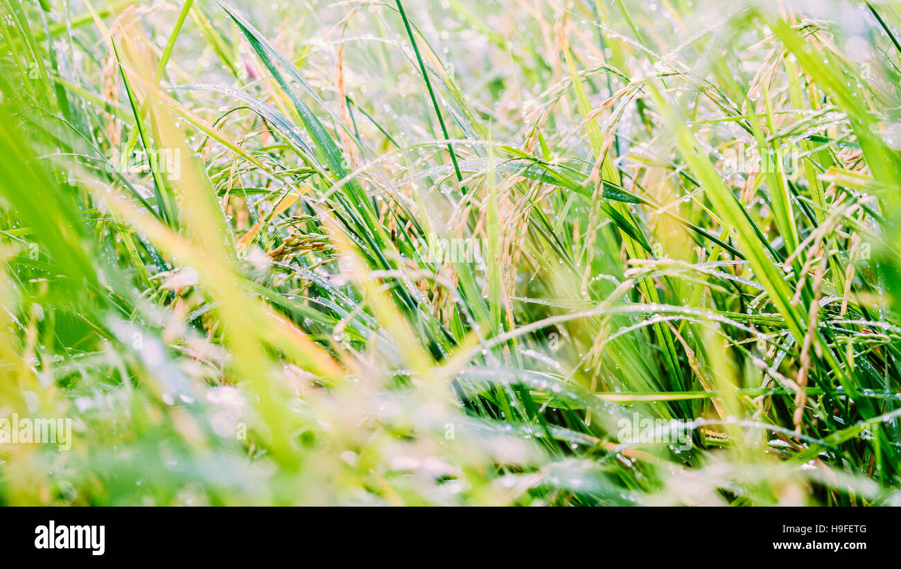 Blurred paddy rice field with bokeh and filtered color in the mo Stock ...