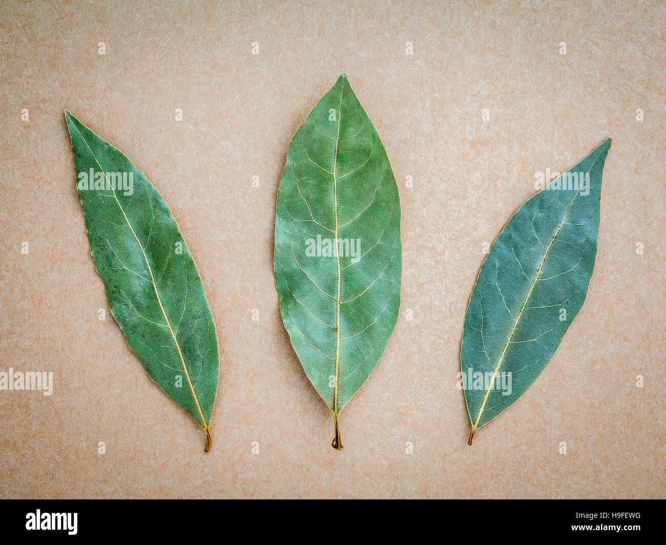 Dried bay leaf on the brown background, 3 Bay leaves background Stock ...