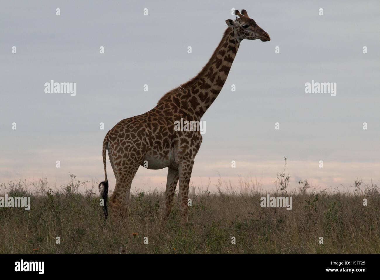 Full shot of giraffe profile in the Nairobi national park Stock Photo ...