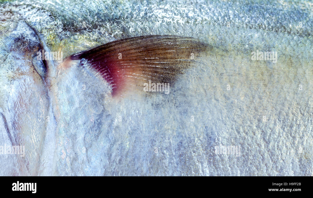 Closeup of mackerel skin textured background Stock Photo - Alamy