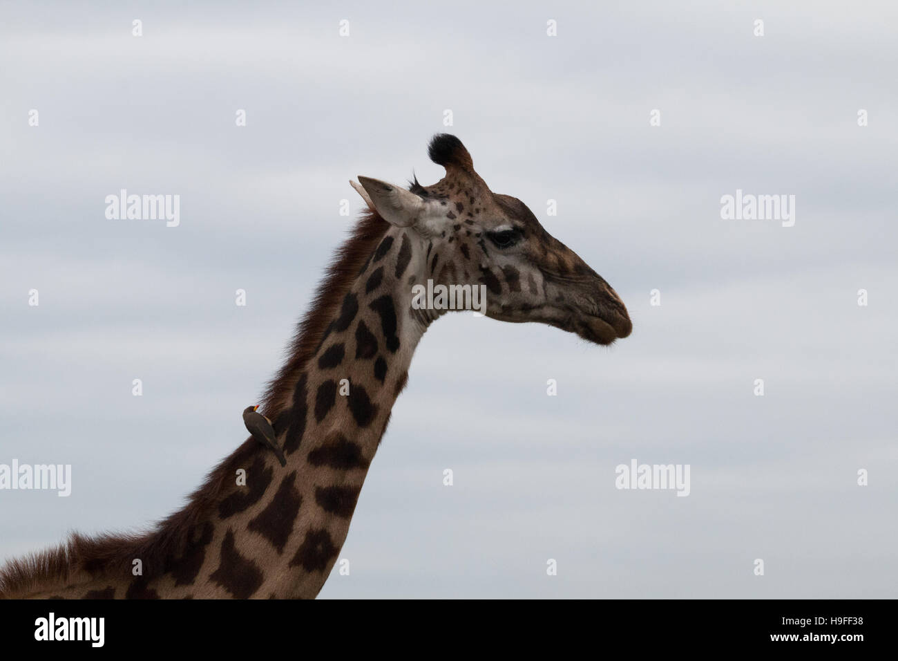 Giraffe head silhouette hi-res stock photography and images - Alamy