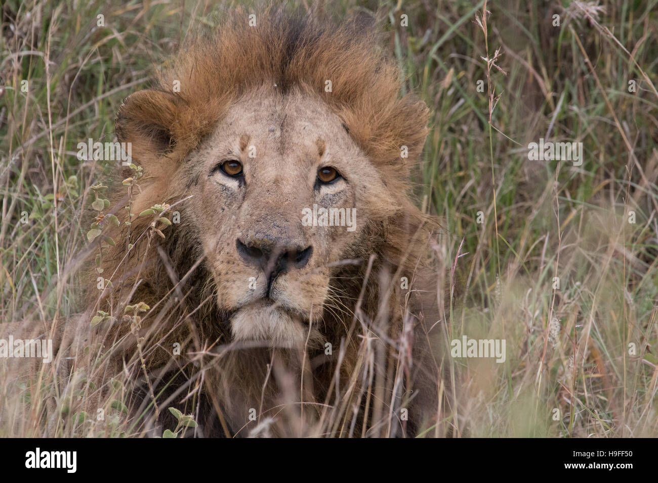 Full front close up shot of African lion looking at camera Stock Photo ...