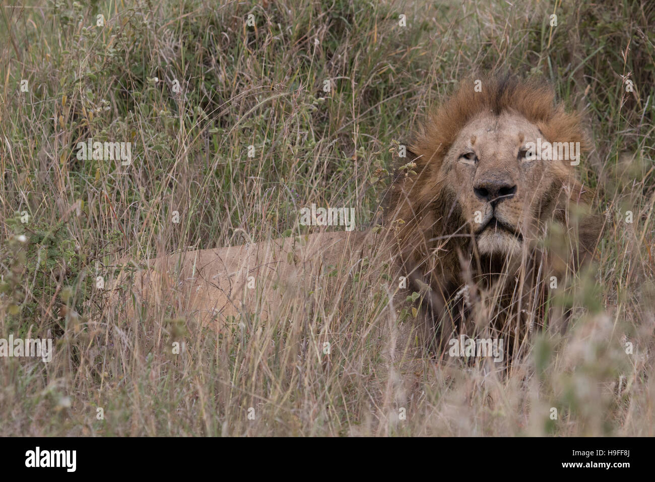 Full mane hi-res stock photography and images - Alamy