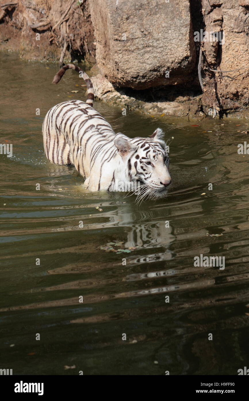 White tiger water hi-res stock photography and images - Alamy