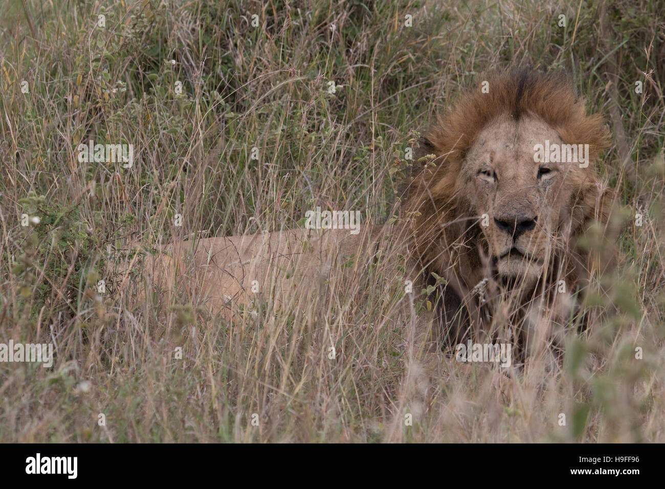 Full sideways shot of African lion looking at the camera Stock Photo ...