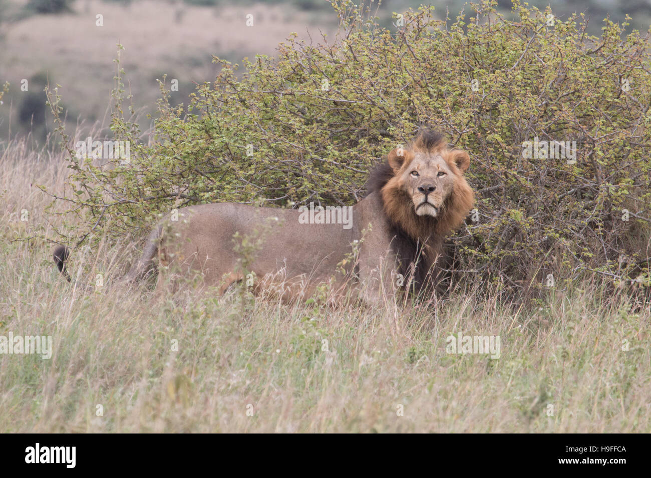 Long shot of male African lion looking at the camera Stock Photo - Alamy
