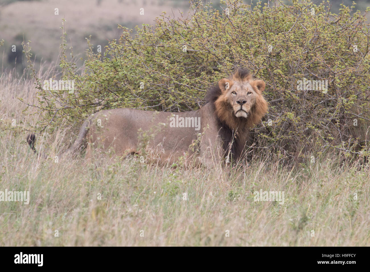 Long sideways shot of African male lion looking at the camera Stock ...