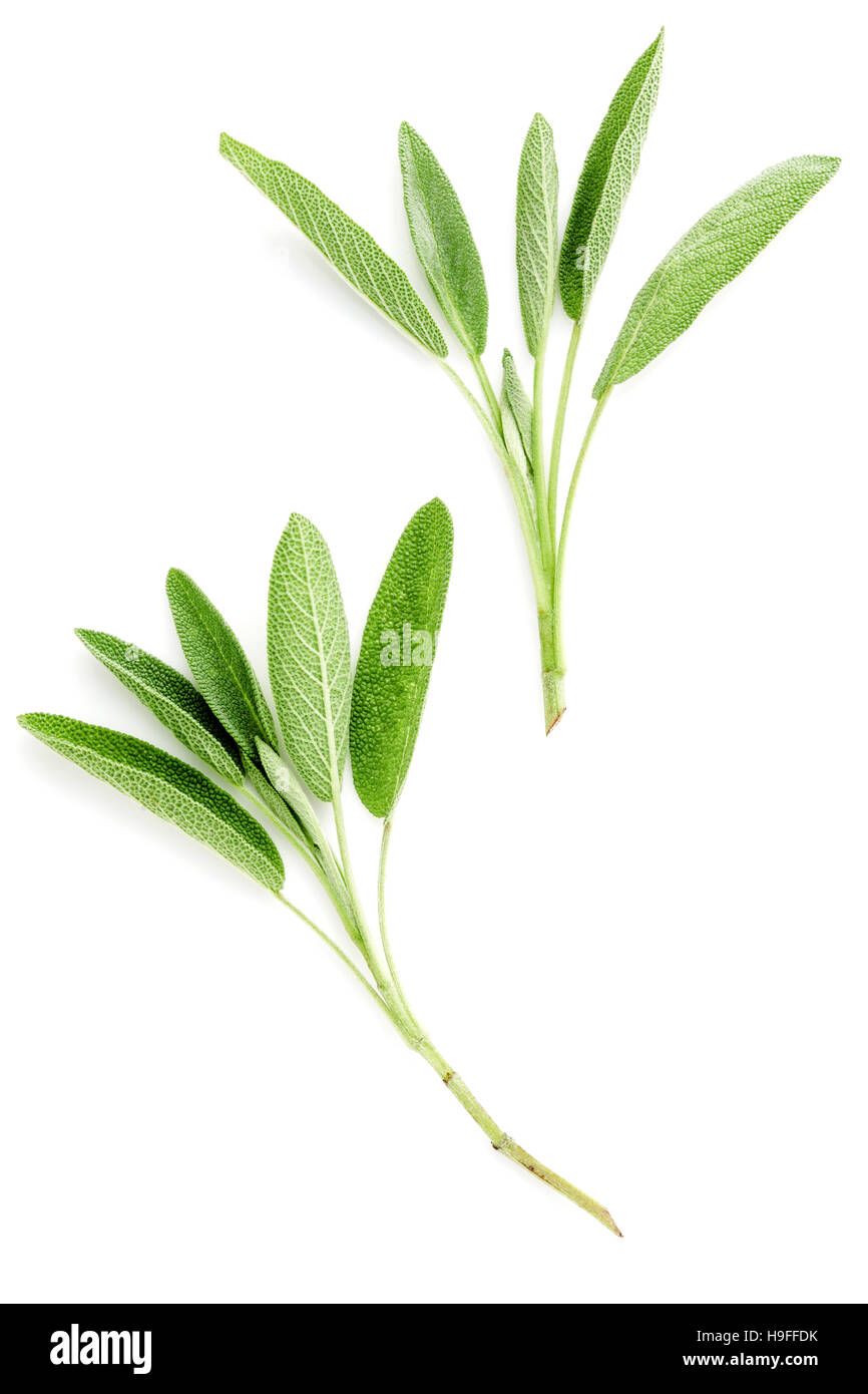 Close Up branch fresh sage leaves isolated on white background Stock ...