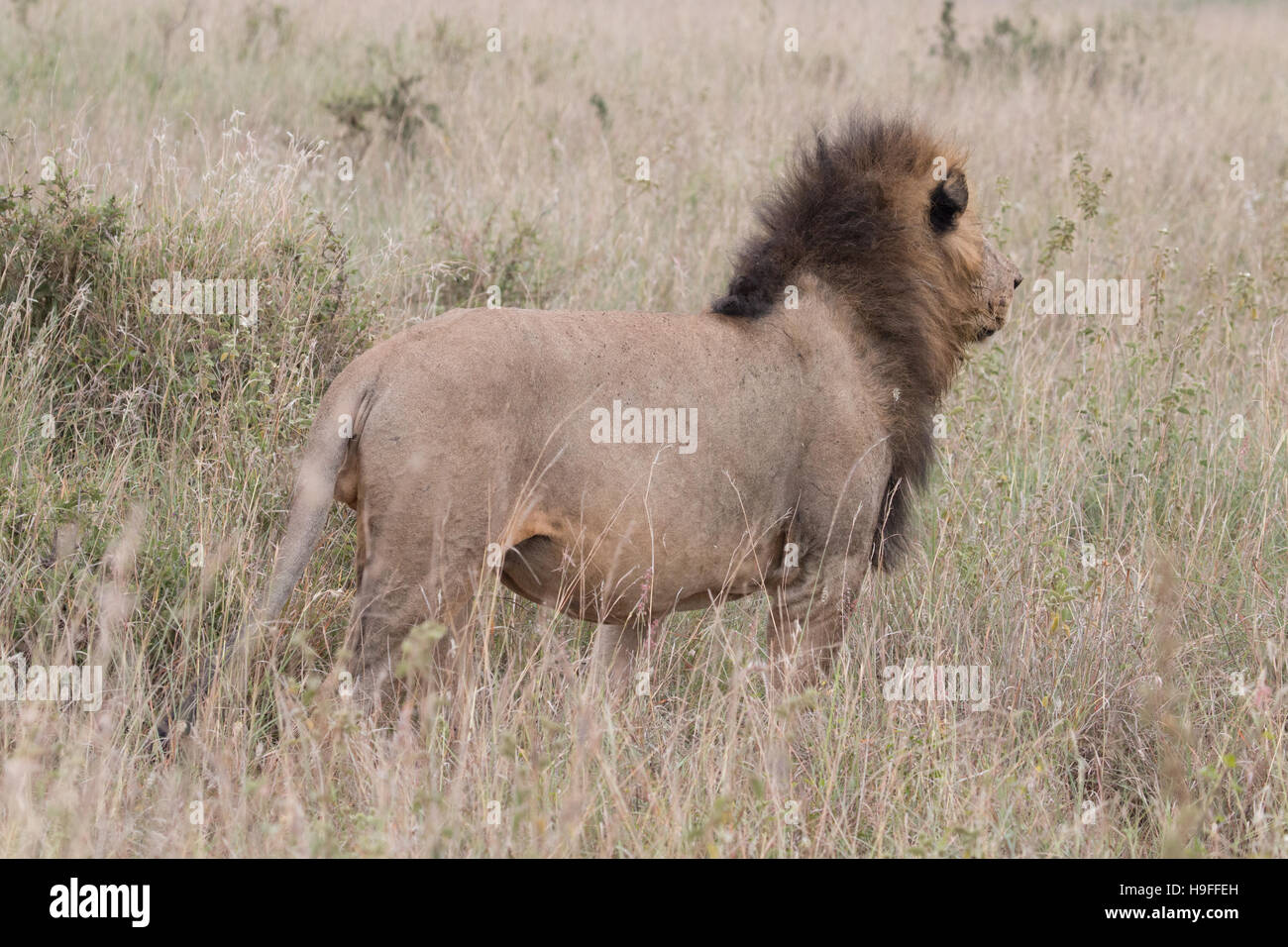 Long sideways shot of male African lion Stock Photo - Alamy