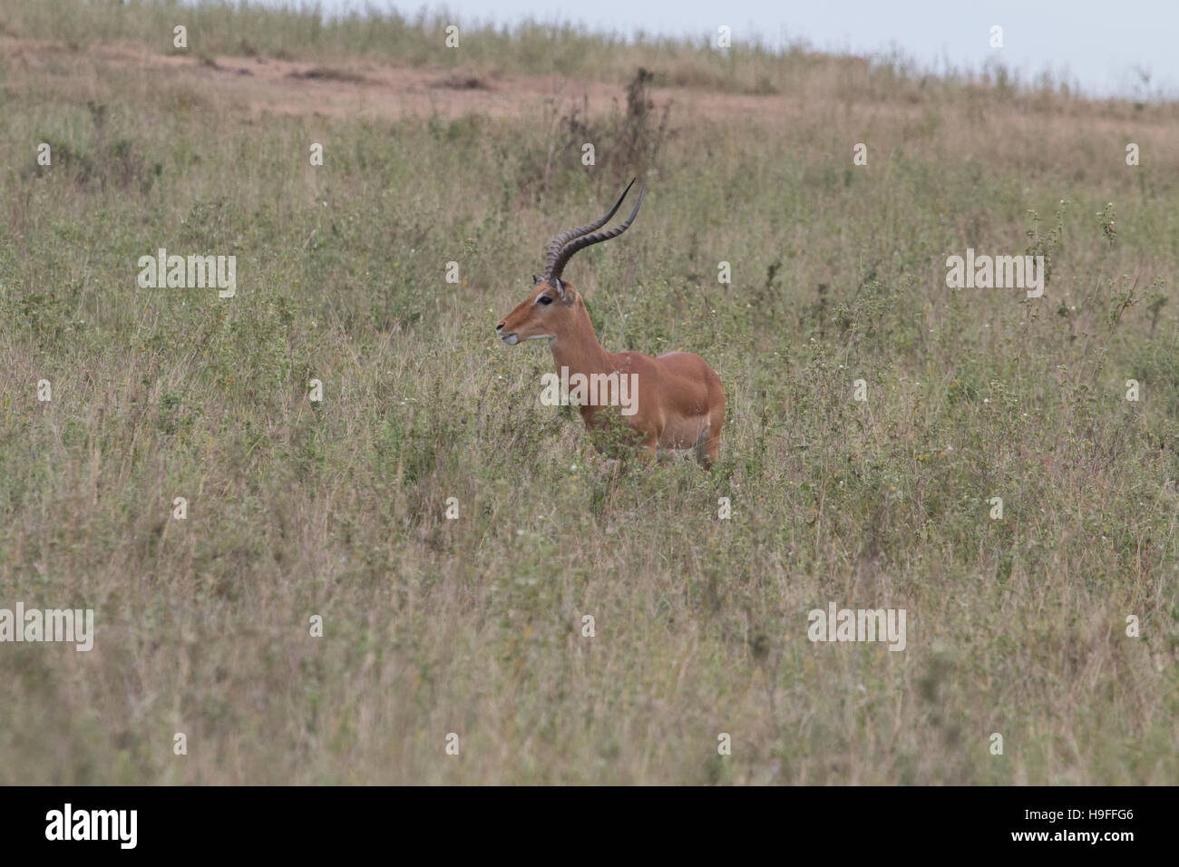 Long Horns Impala High Resolution Stock Photography and Images - Alamy