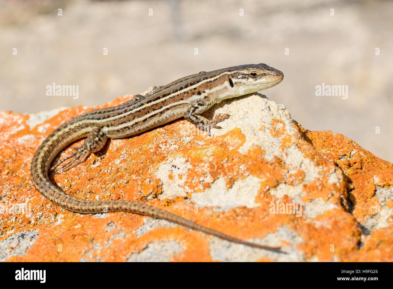 View from above on the Dalmatian wall lizard Stock Photo - Alamy