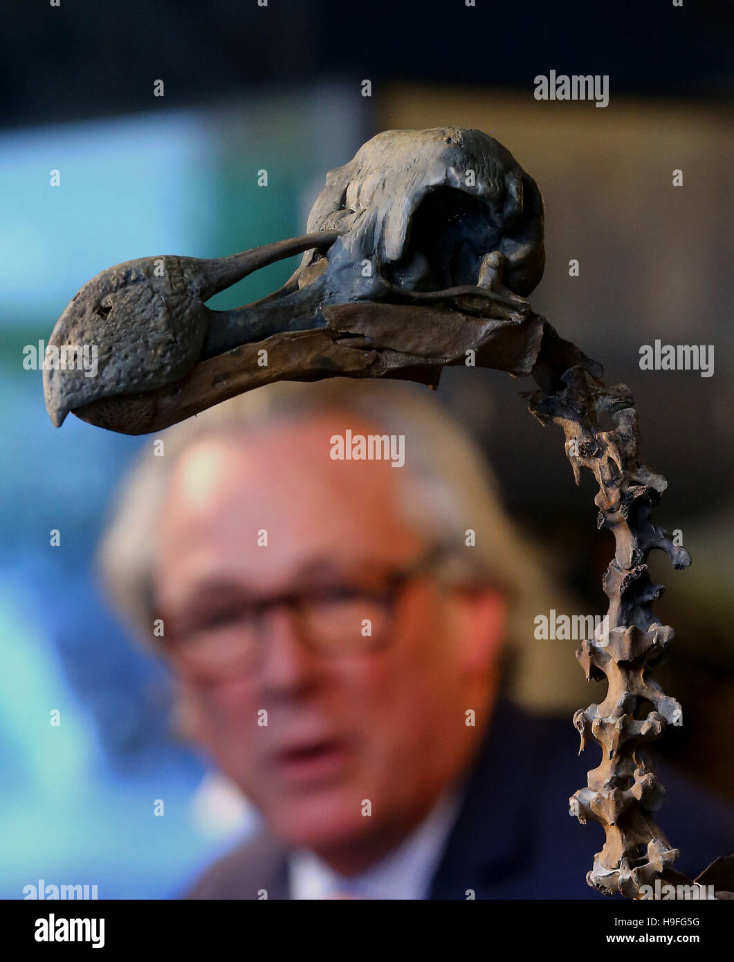 A rare skeleton of the dodo hi-res stock photography and images - Alamy