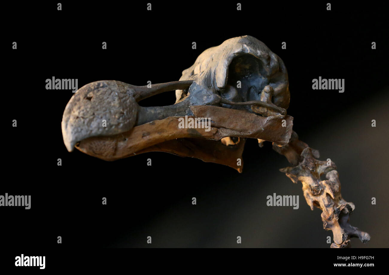 A rare near-complete Dodo skeleton is sold for a total of £346,300 at ...