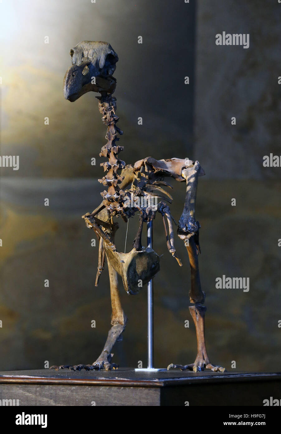 Rare near complete dodo skeleton is sold for total of hi-res stock ...