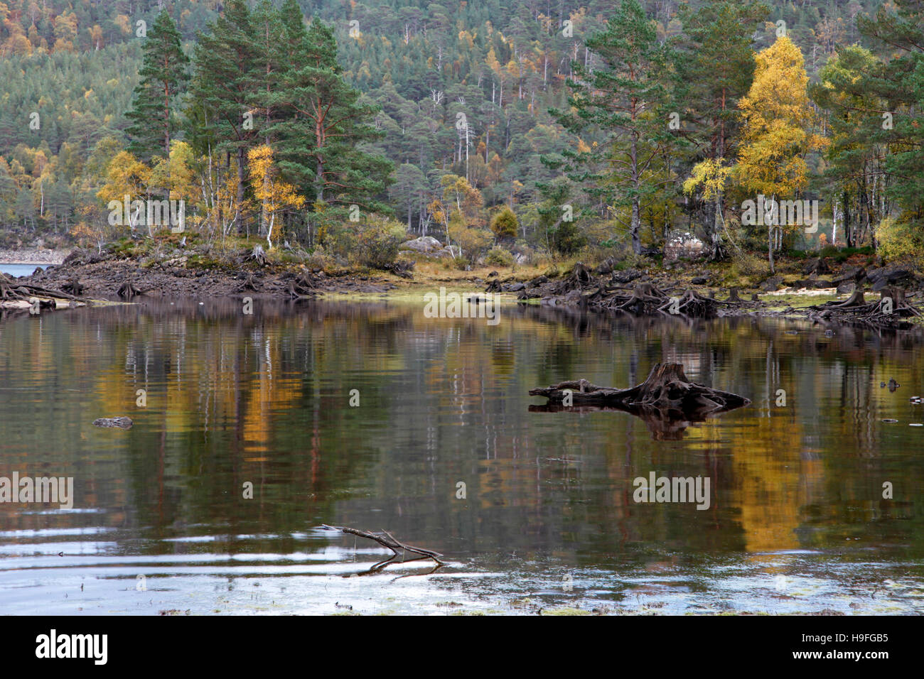 Scots pines and silver birch trees reflected in the waters of Loch ...