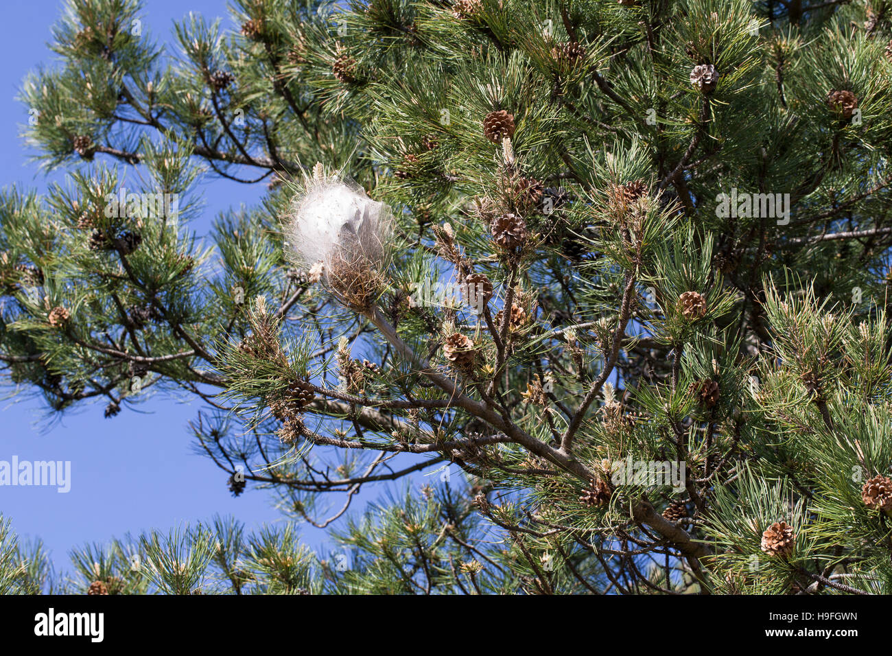 Pinien-Prozessionsspinner, Pinienprozessionsspinner, Prozessionsspinner ...